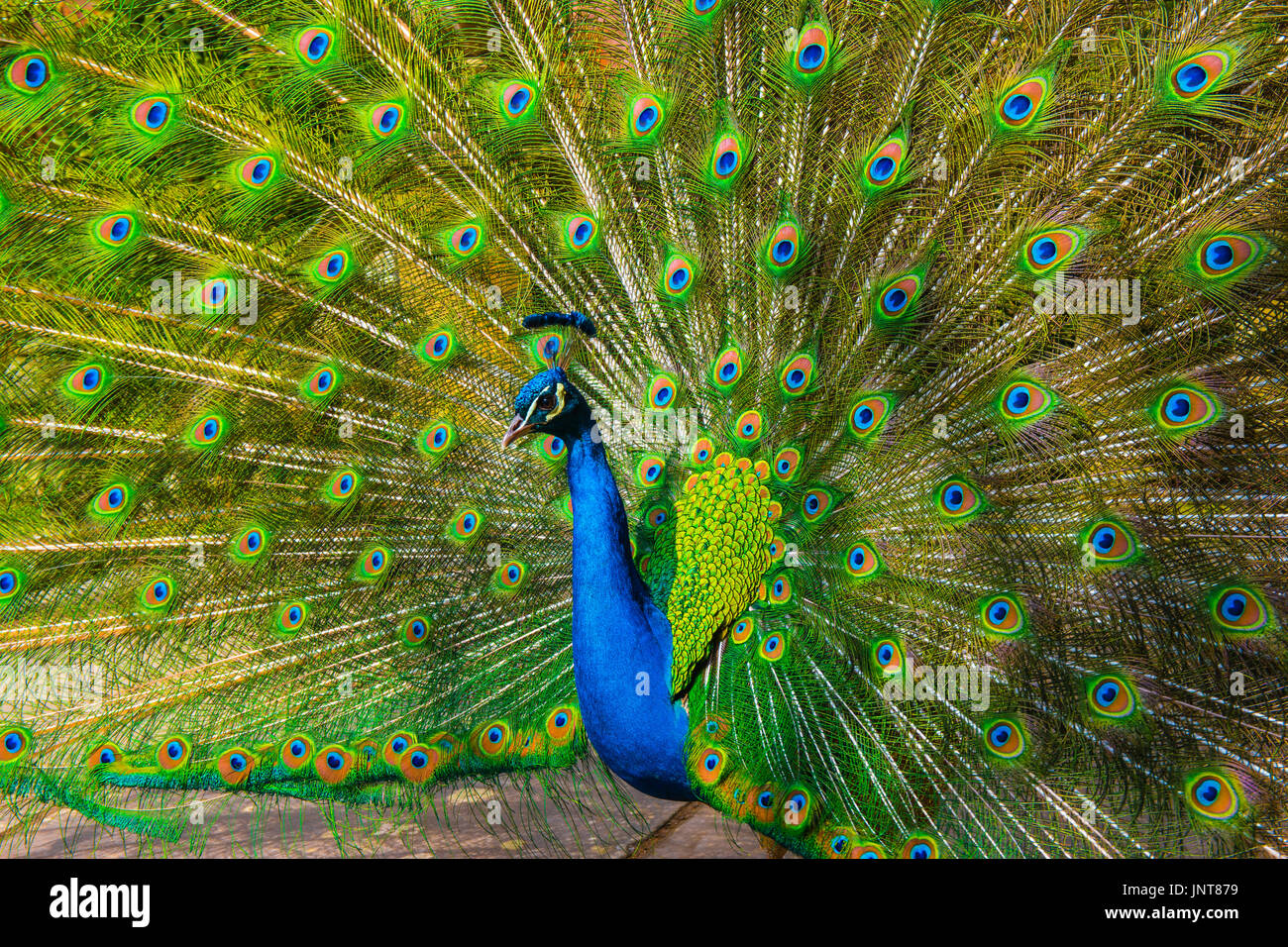 Peacock with full tail display Stock Photo - Alamy
