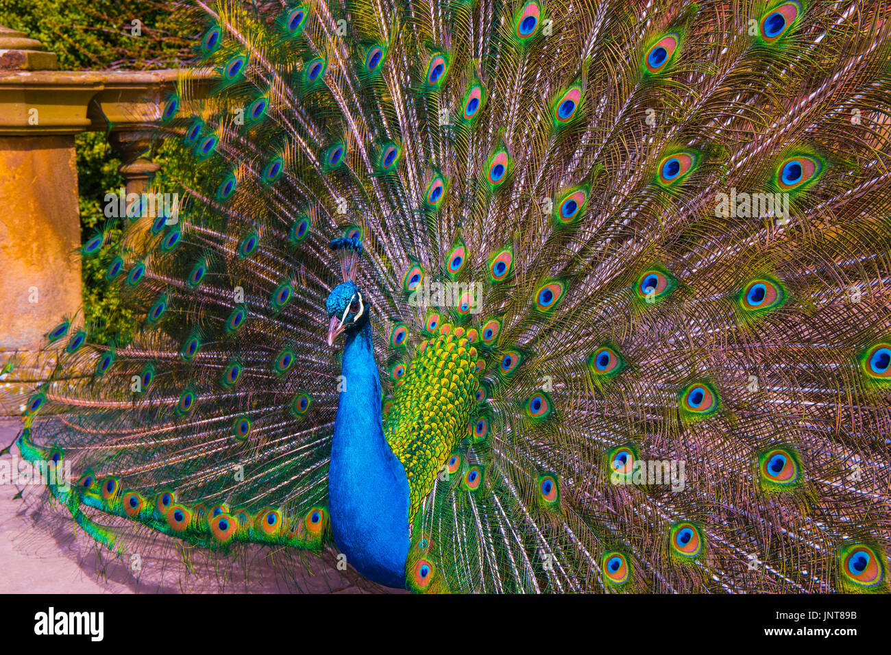 Peacock with full tail display Stock Photo - Alamy