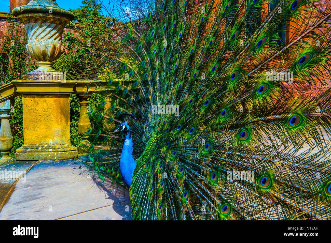 Peacock with full tail display Stock Photo - Alamy