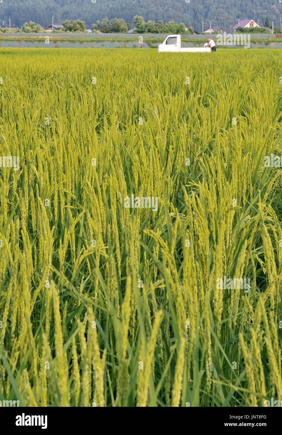 MINAMIUONUMA, Japan - Rice is seen growing in a paddy in Minamiuonuma ...