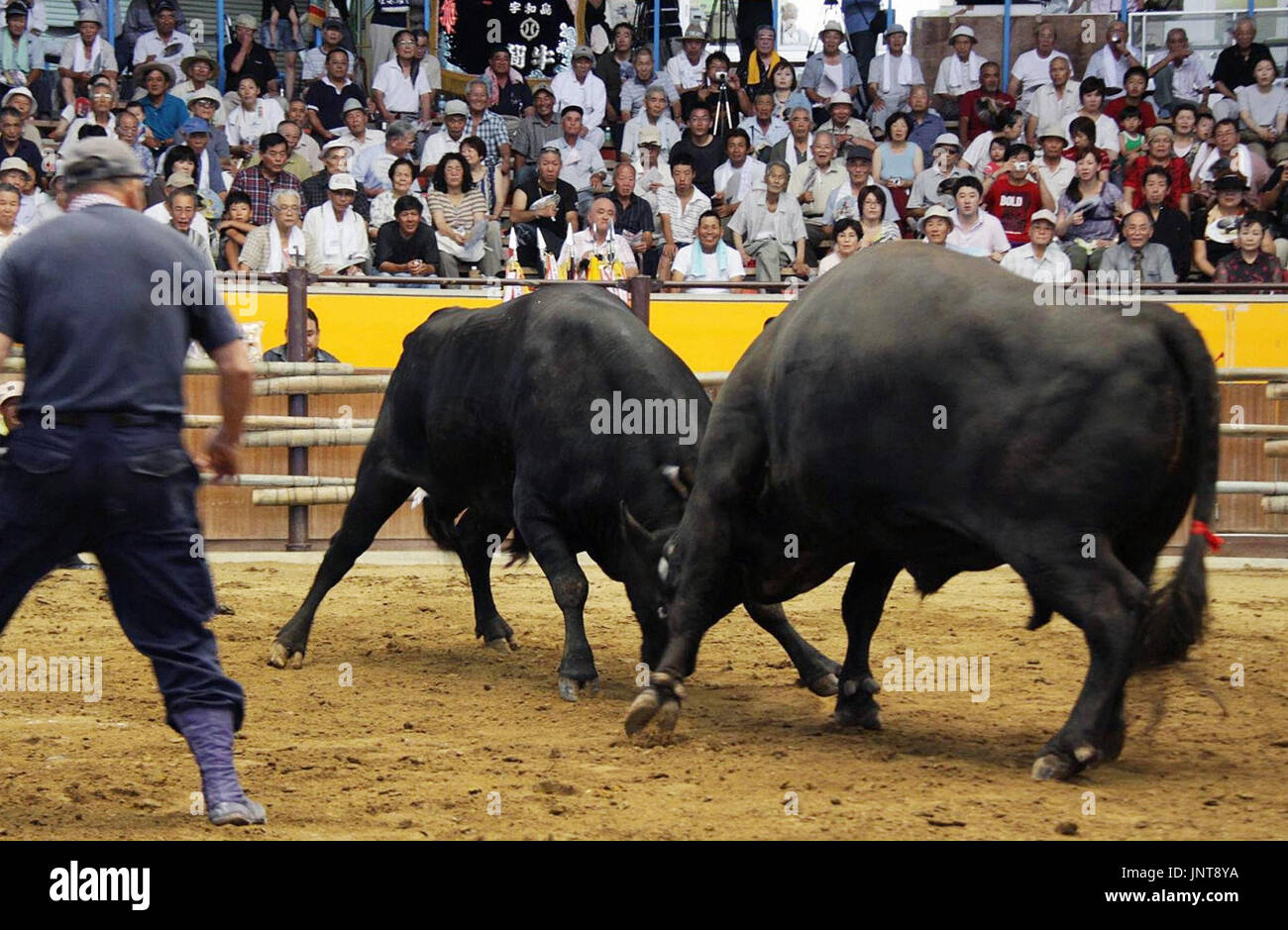 MATSUYAMA, Japan - Bullfighting resumes in Uwajima, Ehime Prefecture ...