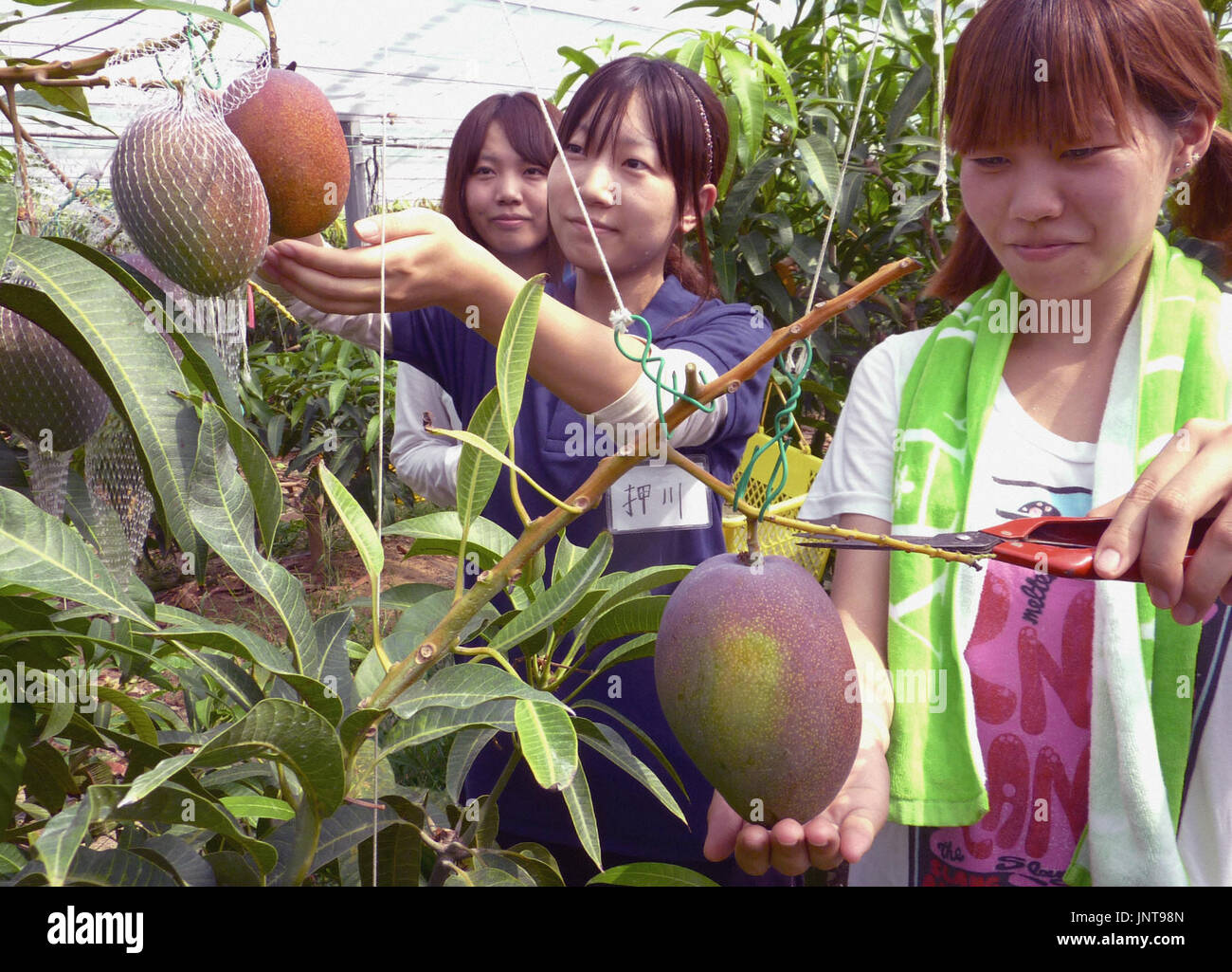 KAINAN, Japan - Students of Kinki University harvest mangos at the ...