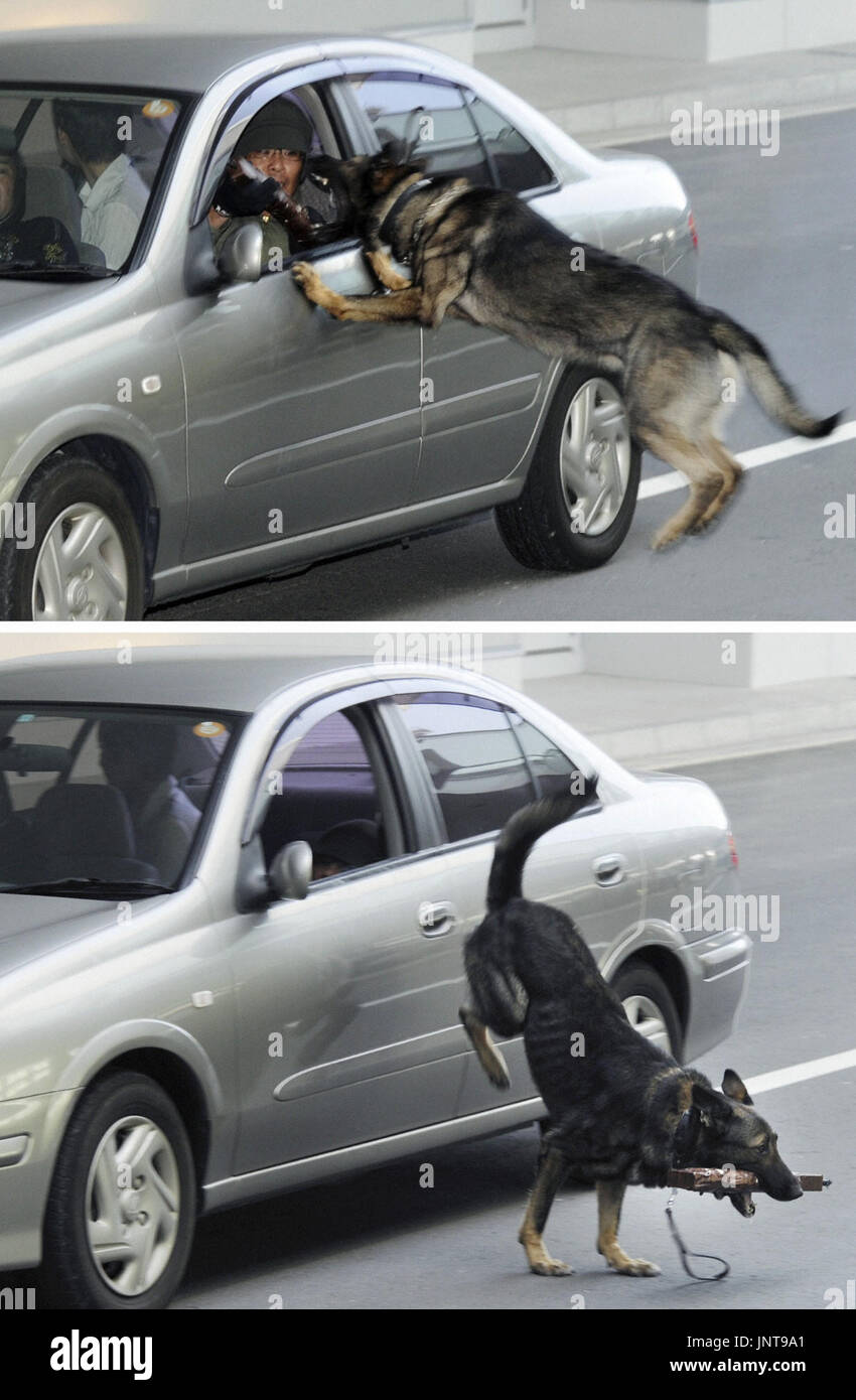 TOKYO, Japan - A security dog snatches a gun during a counterterrorism ...