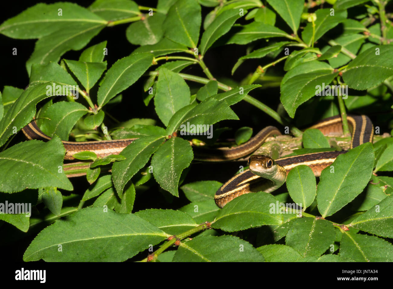 Tree climbing snake hi-res stock photography and images - Alamy