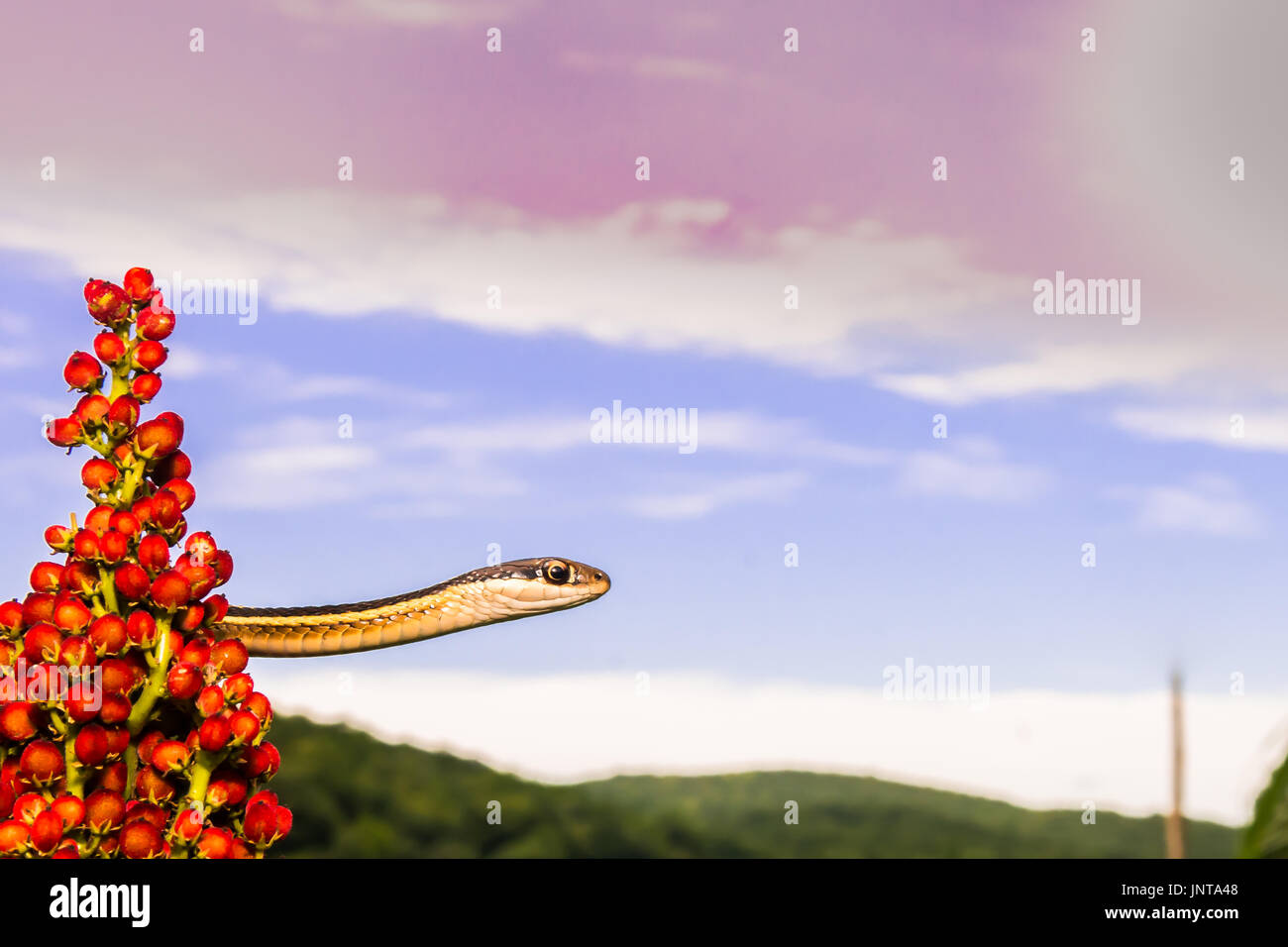Snake climbing tree hi-res stock photography and images - Alamy