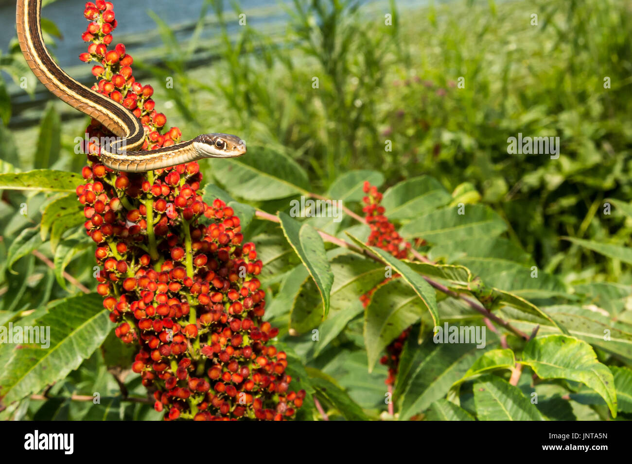 A close up of an Eastern Ribbon Snake climbing in a tree Stock Photo ...