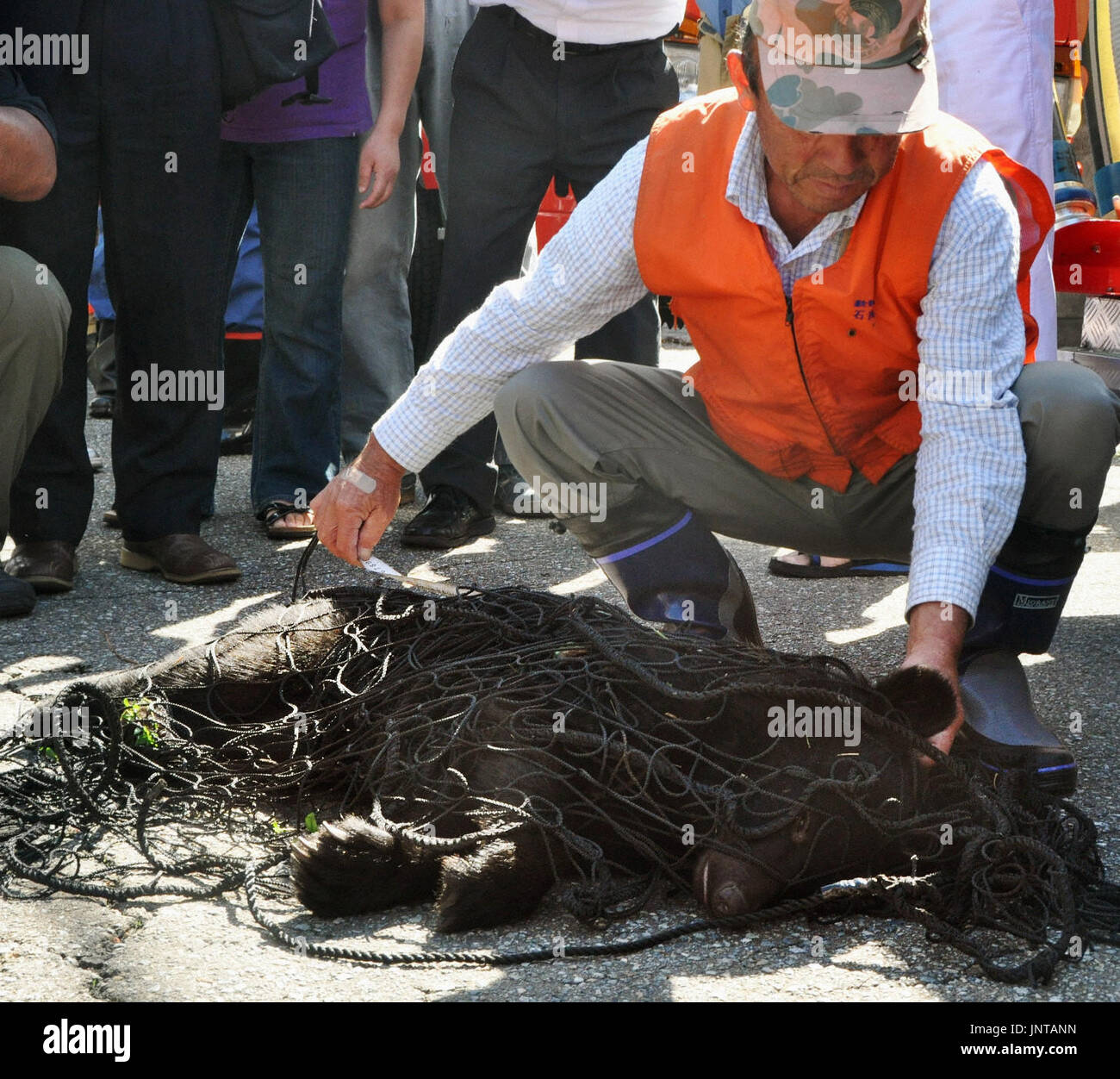 Sedated bear hi-res stock photography and images - Alamy