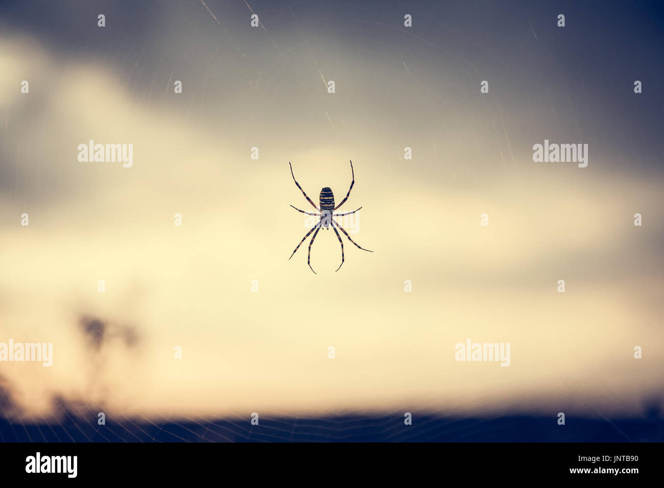 Spider sky hi-res stock photography and images - Alamy