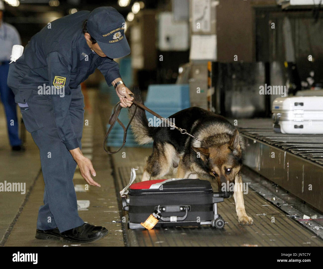 NARITA, Japan - A bomb sniffing dog and handler check a suitcase during ...