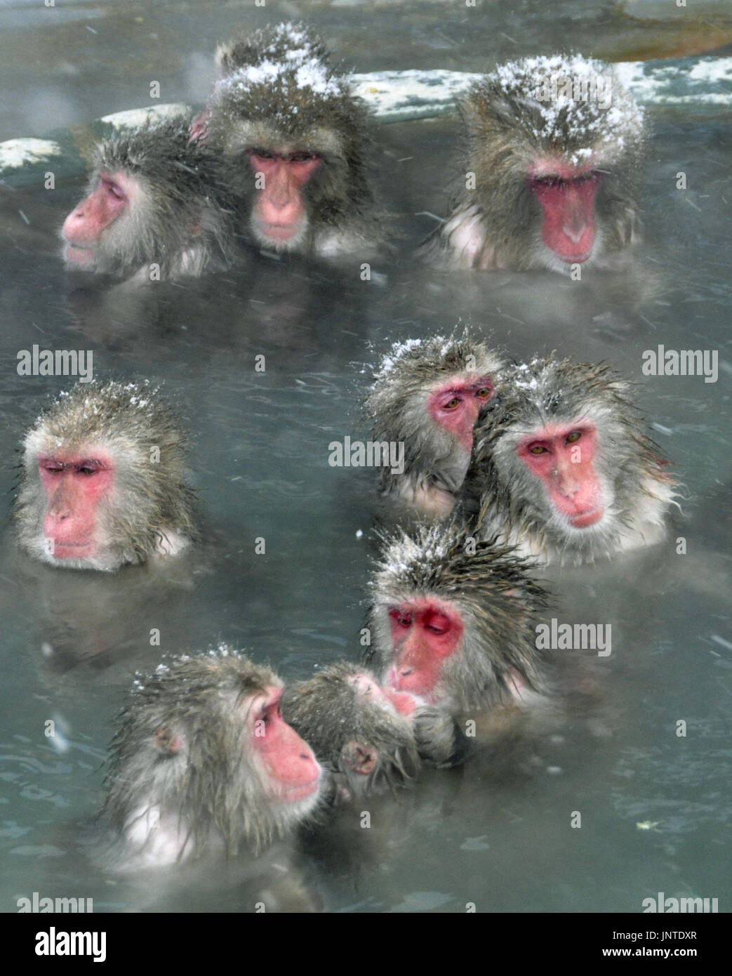 HAKODATE, Japan - Japanese monkeys warm themselves in a hot spring at ...