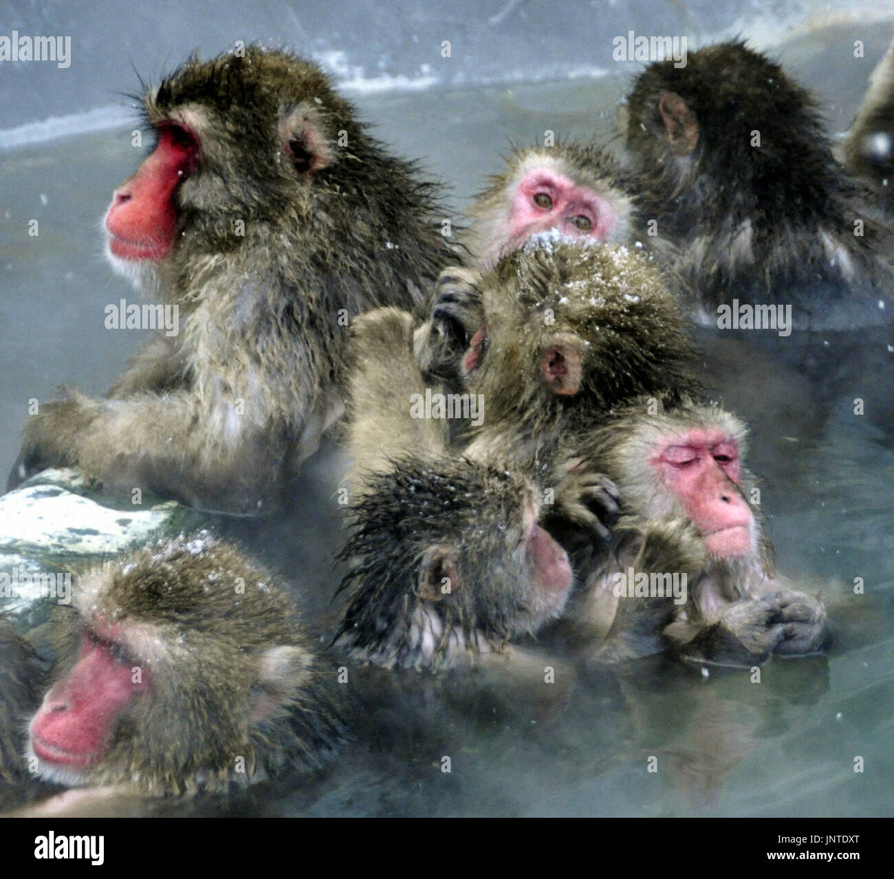 HAKODATE, Japan - Japanese monkeys warm themselves in a hot spring at ...