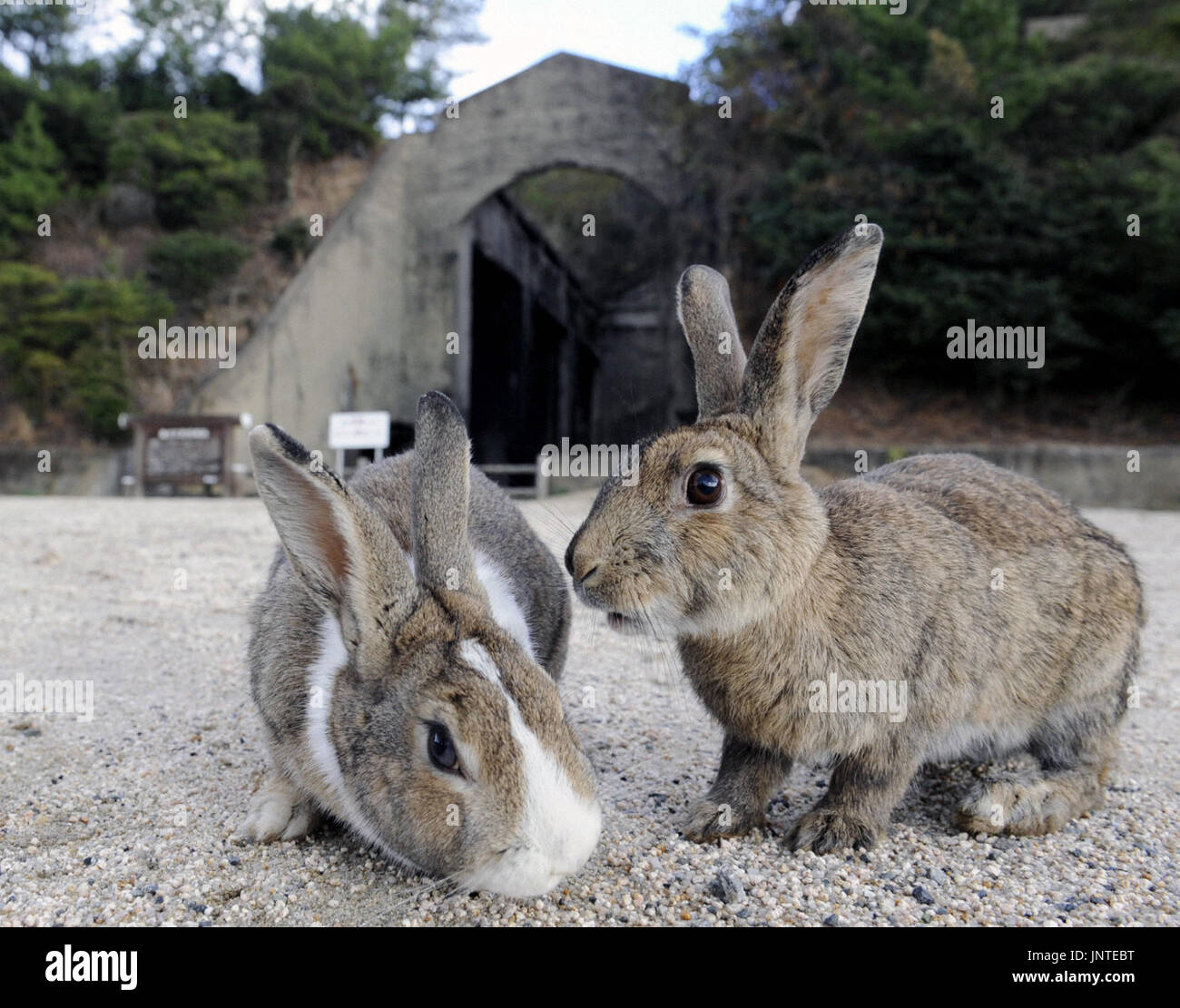 HIROSHIMA, Japan - Rabbits live in the wild on Okuno Island, Hiroshima ...