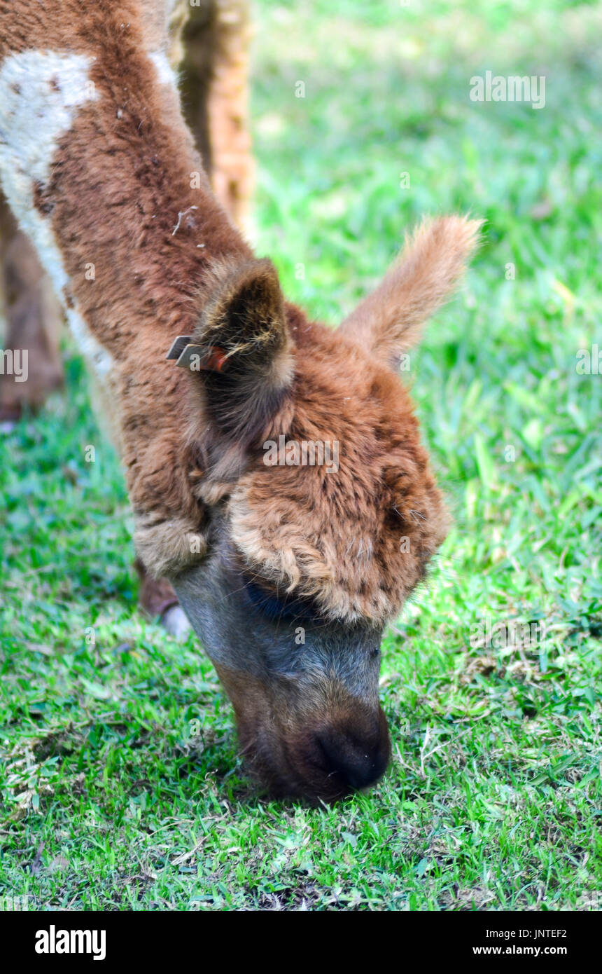 Long haired alpaca hi-res stock photography and images - Alamy