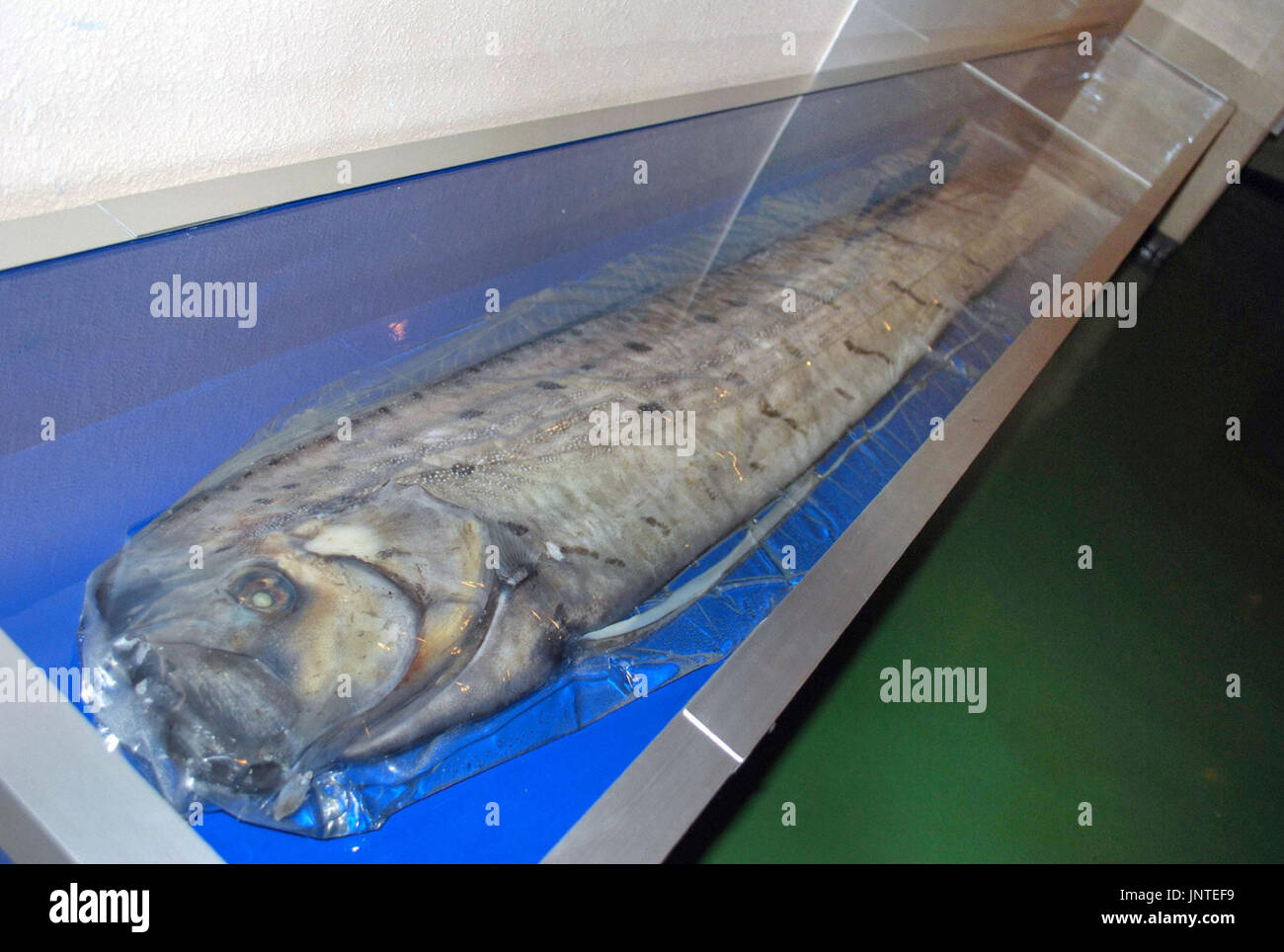 TOYAMA, Japan - This rarely seen deep-sea fish called ''Ryugu no Tsukai ...