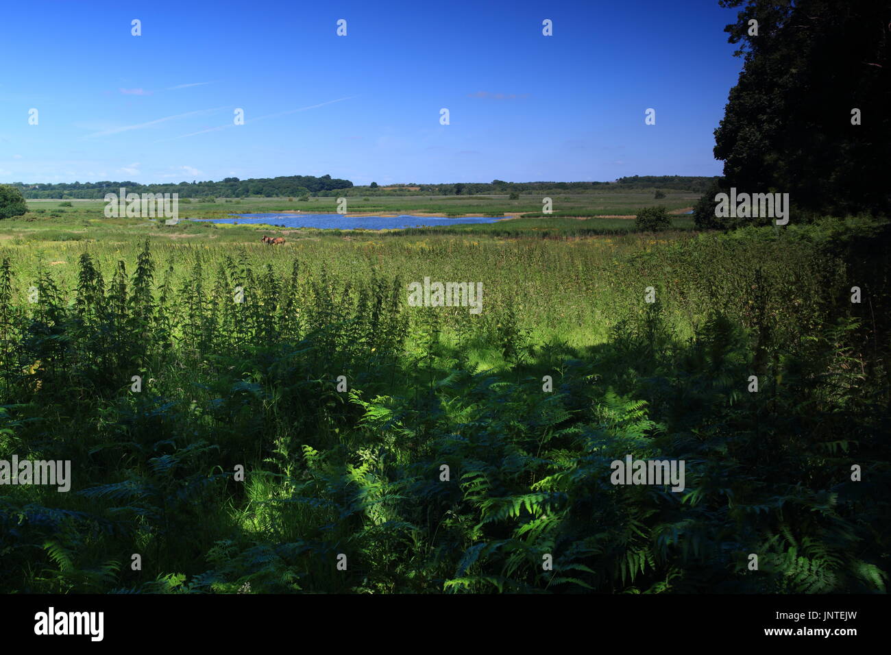Suffolk marsh landscape hi-res stock photography and images - Alamy