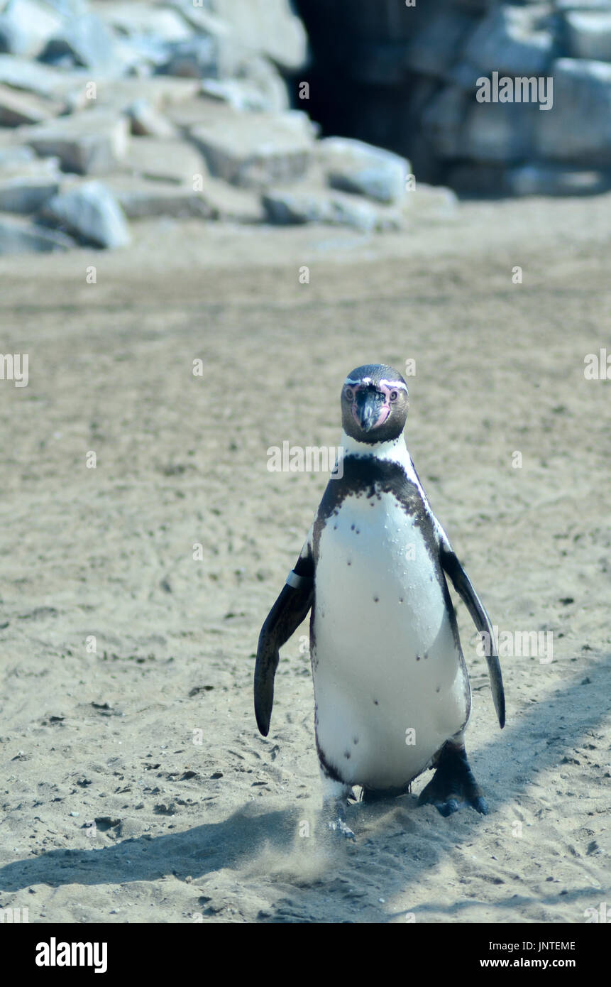 A penguin walking Stock Photo - Alamy
