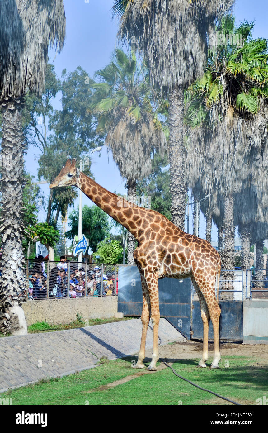 Tallest of all animal species hi-res stock photography and images - Alamy