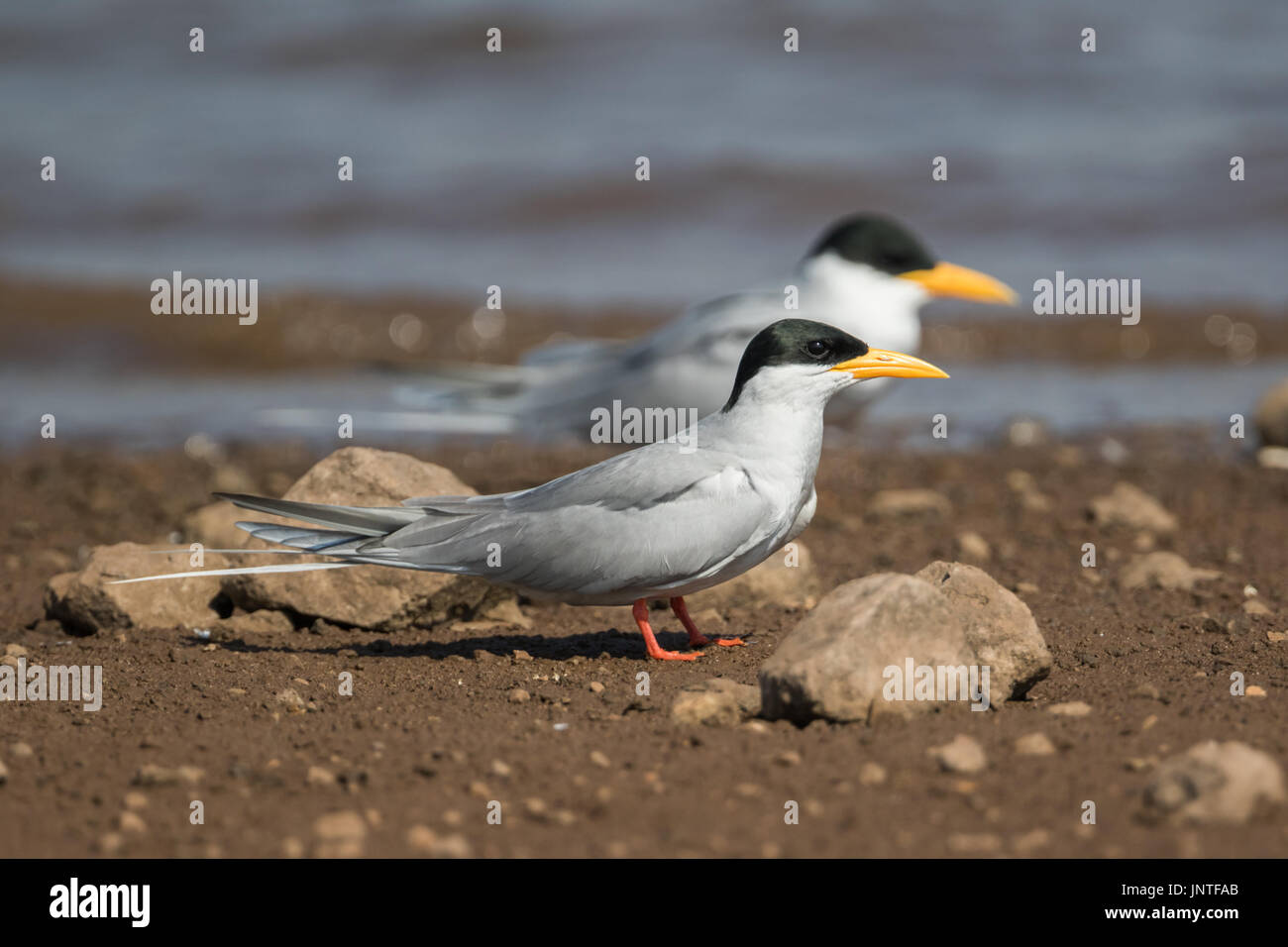 River Tern at Veer Dam, Pune Stock Photo - Alamy