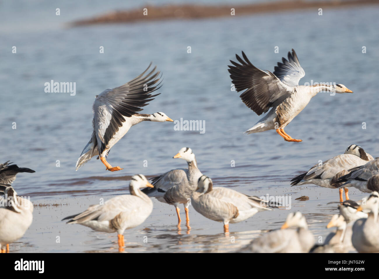 bar-headed goose at Veer Dam, Pune Stock Photo - Alamy