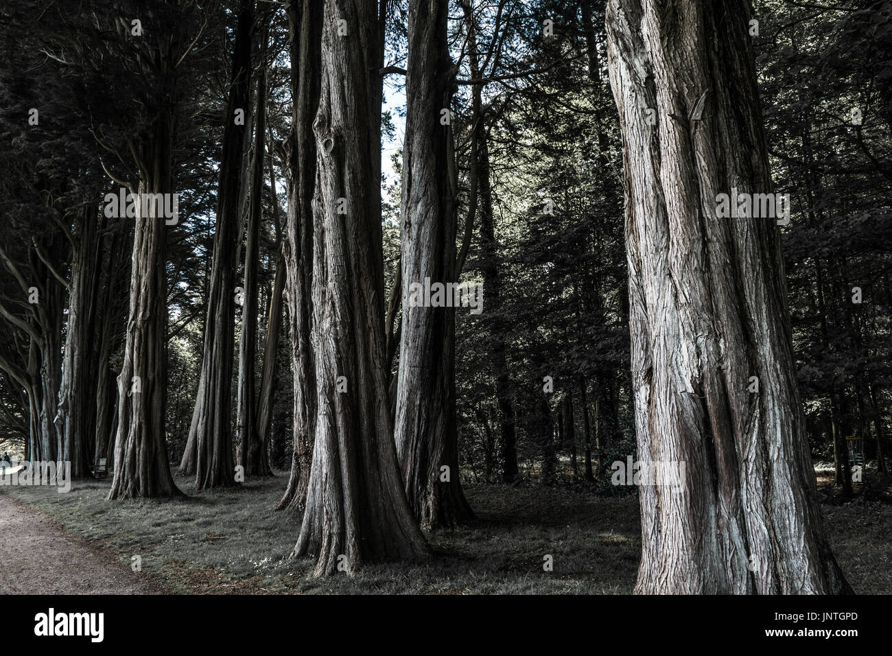 Tall trees hi-res stock photography and images - Alamy