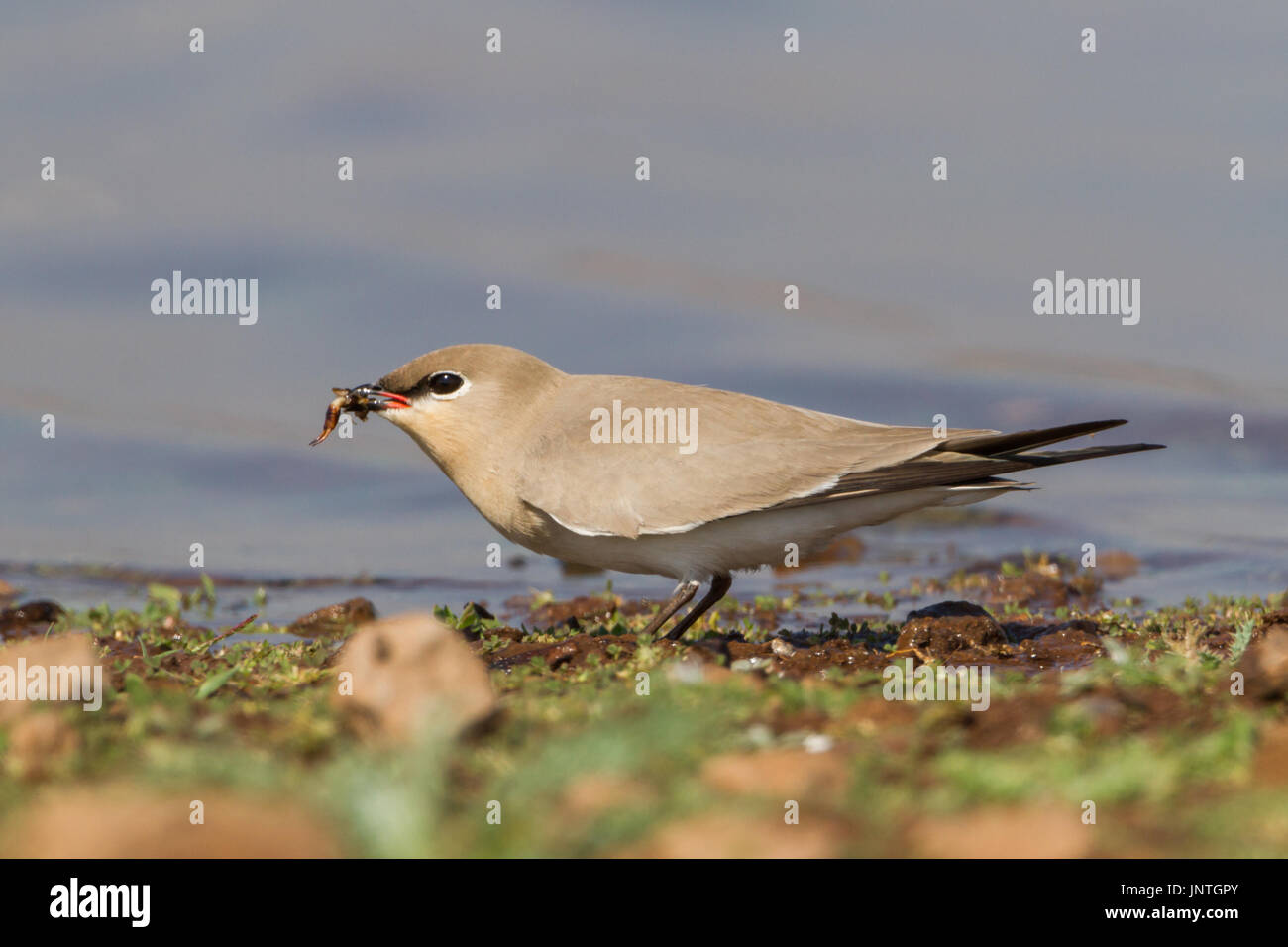 Little pratincole hi-res stock photography and images - Alamy