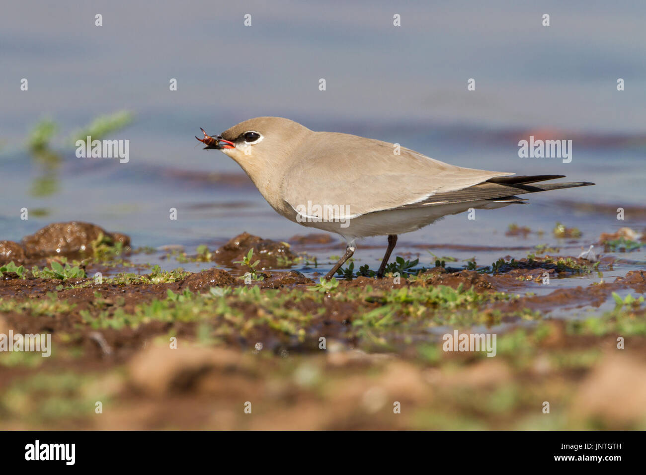 small pratincole (Glareola lactea Stock Photo - Alamy