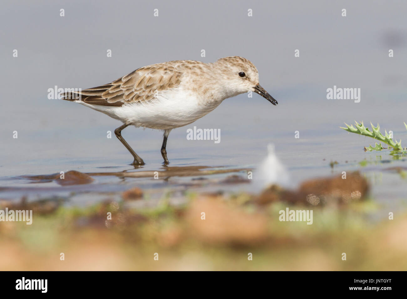 Little Stint at Veer Dam, Pune Stock Photo - Alamy
