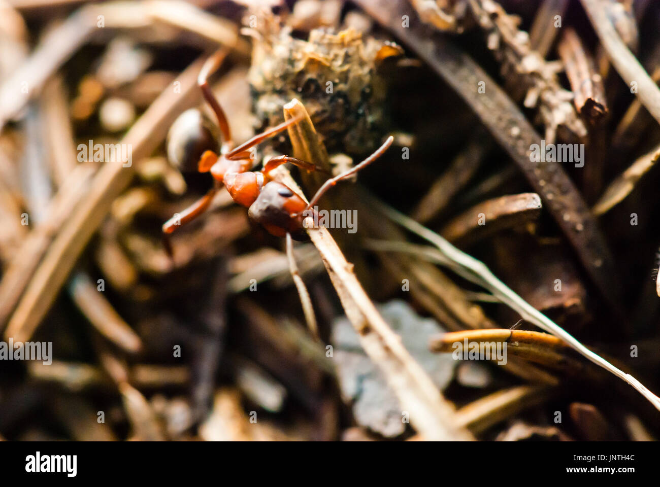 Scary Ant High Resolution Stock Photography and Images - Alamy