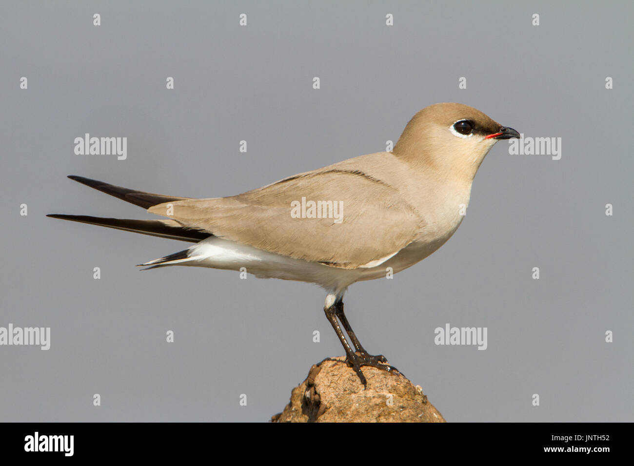 small pratincole (Glareola lactea Stock Photo - Alamy
