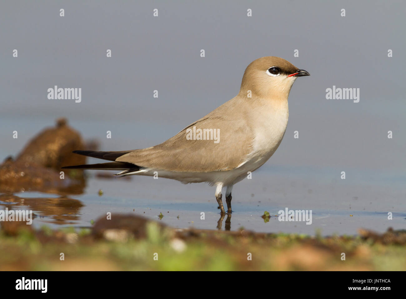 Little Pratincole High Resolution Stock Photography and Images - Alamy