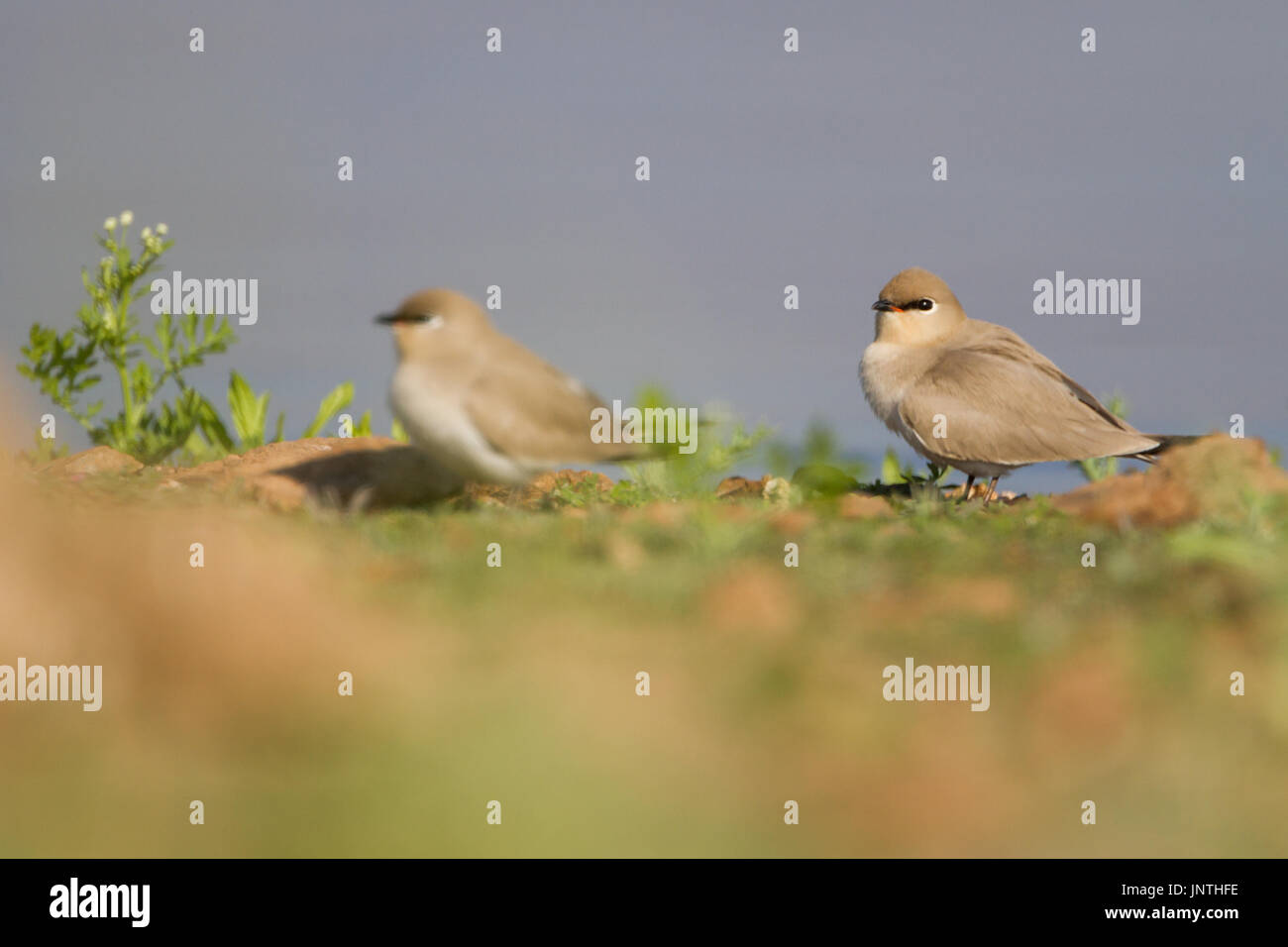 Little pratincole hi-res stock photography and images - Alamy