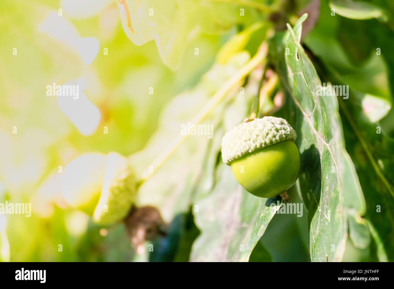 Acorn growing into a tree hi-res stock photography and images - Alamy