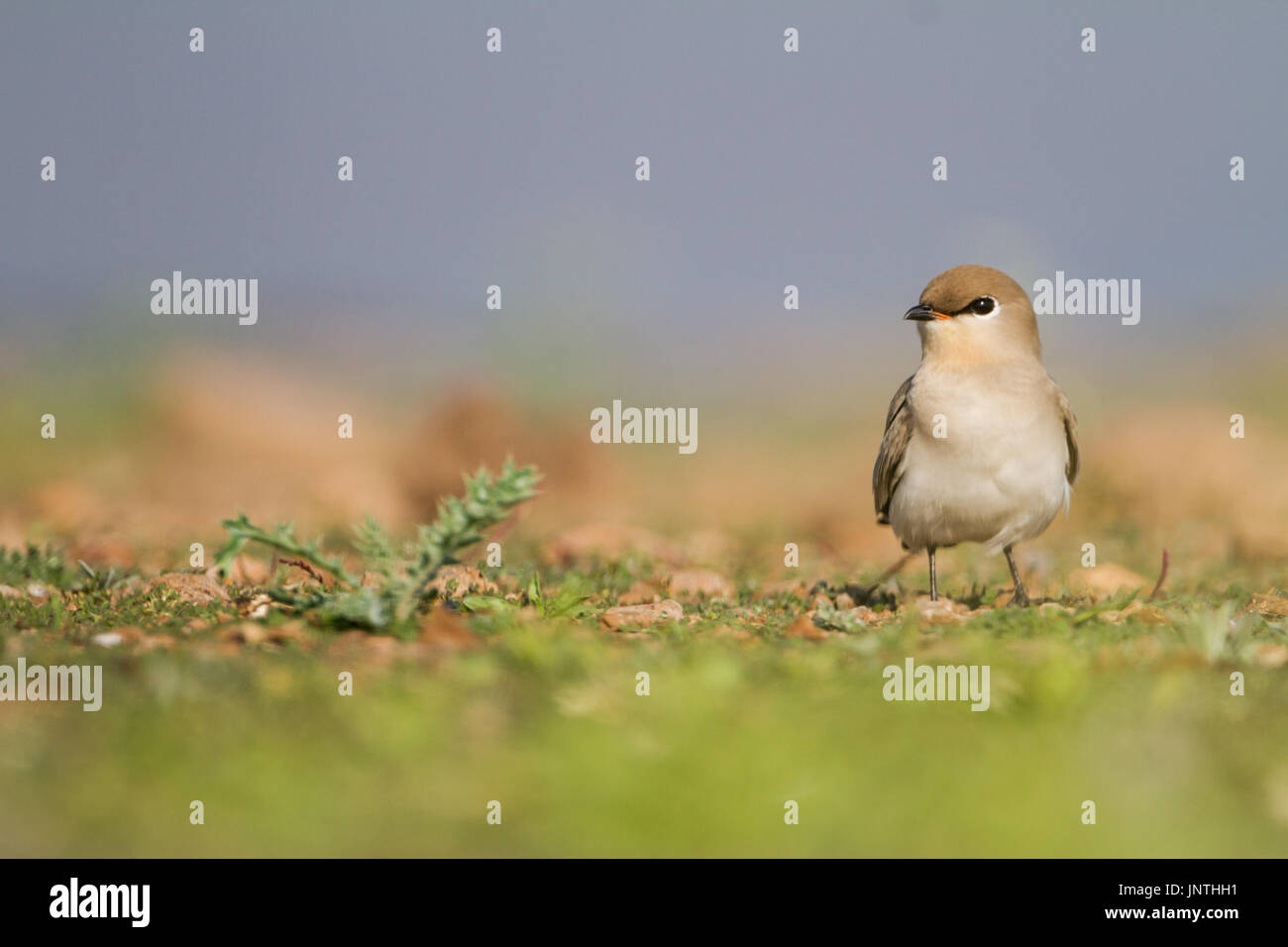 small pratincole (Glareola lactea Stock Photo - Alamy