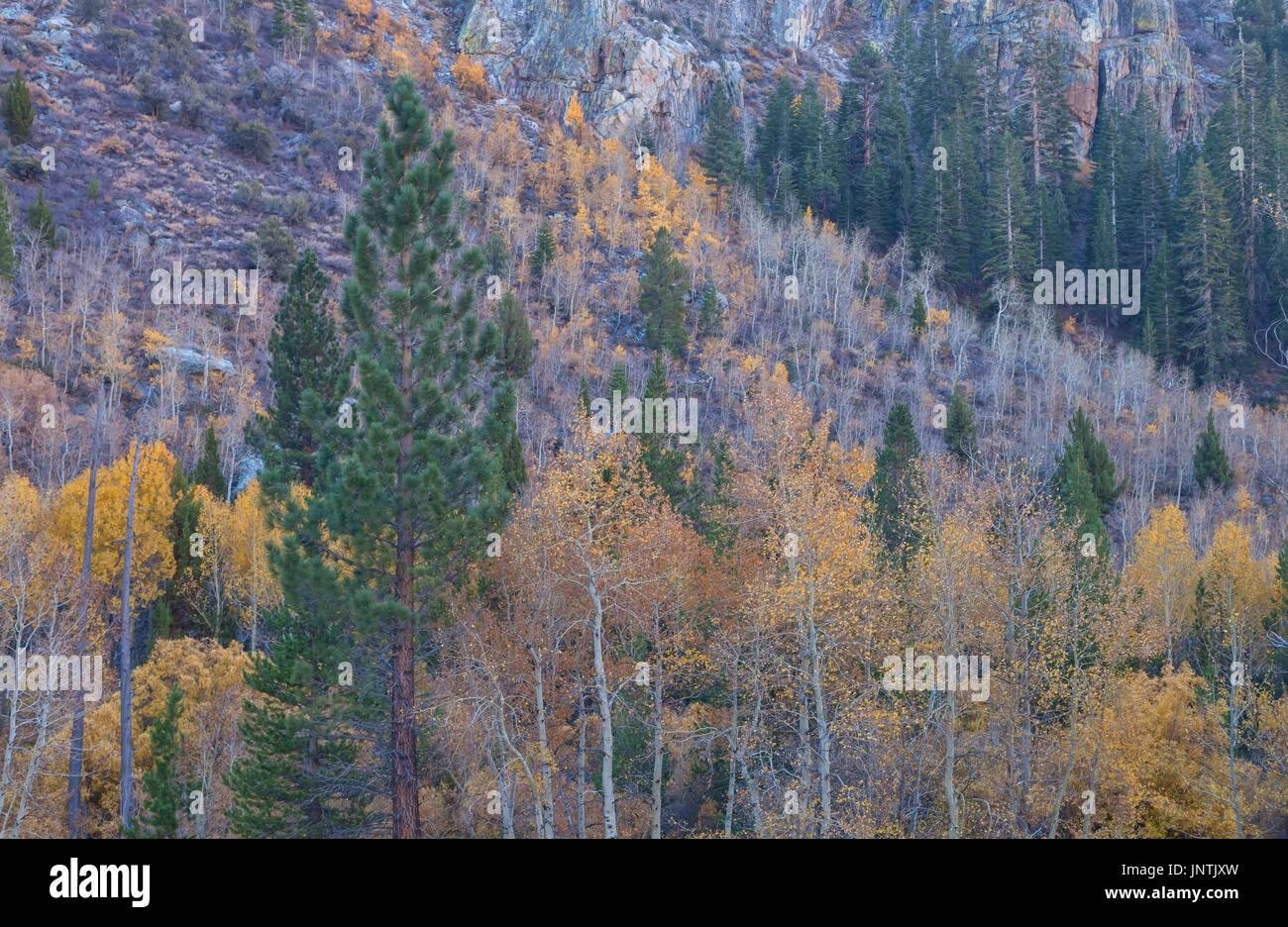 Aspen trees in their fall foliage, Eastern Sierra Nevada Mountains ...