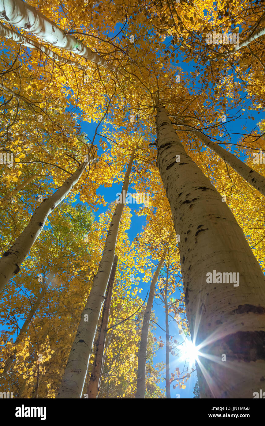 view of the aspen trees canopy in the fall at the lower angle Stock ...
