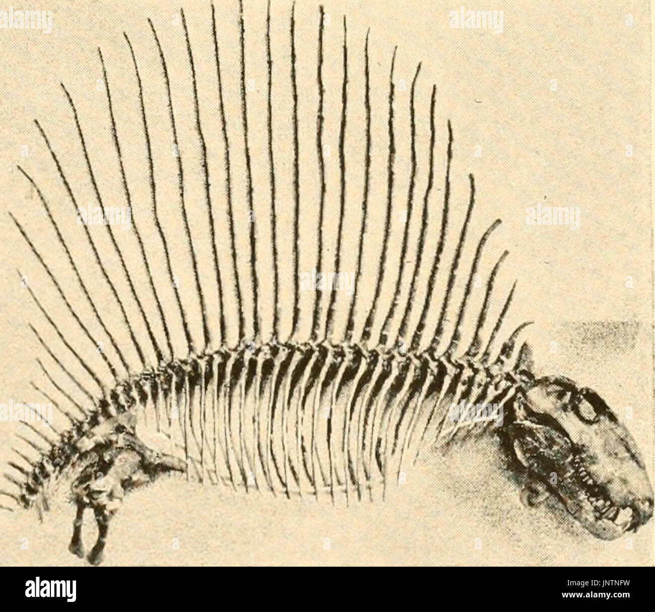 "The origin and evolution of life, on the theory of action, reaction ...