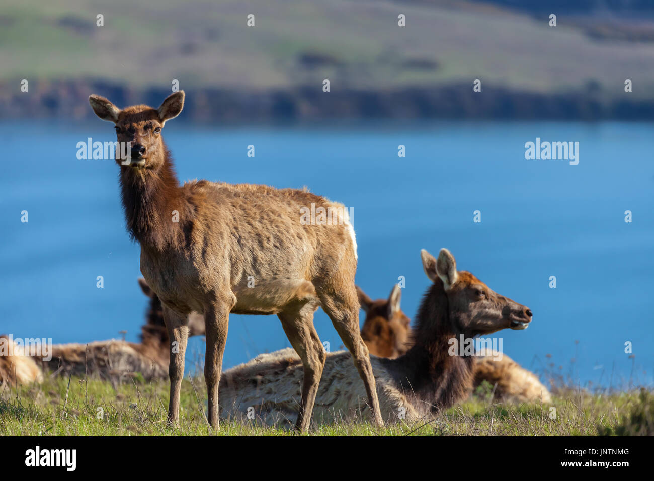 A tule elk cow in Point Reyes National Seashore, California, USA Stock ...