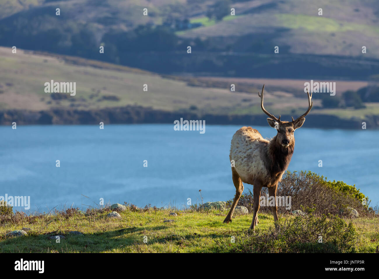 Tule Elk Stock Photos & Tule Elk Stock Images - Alamy