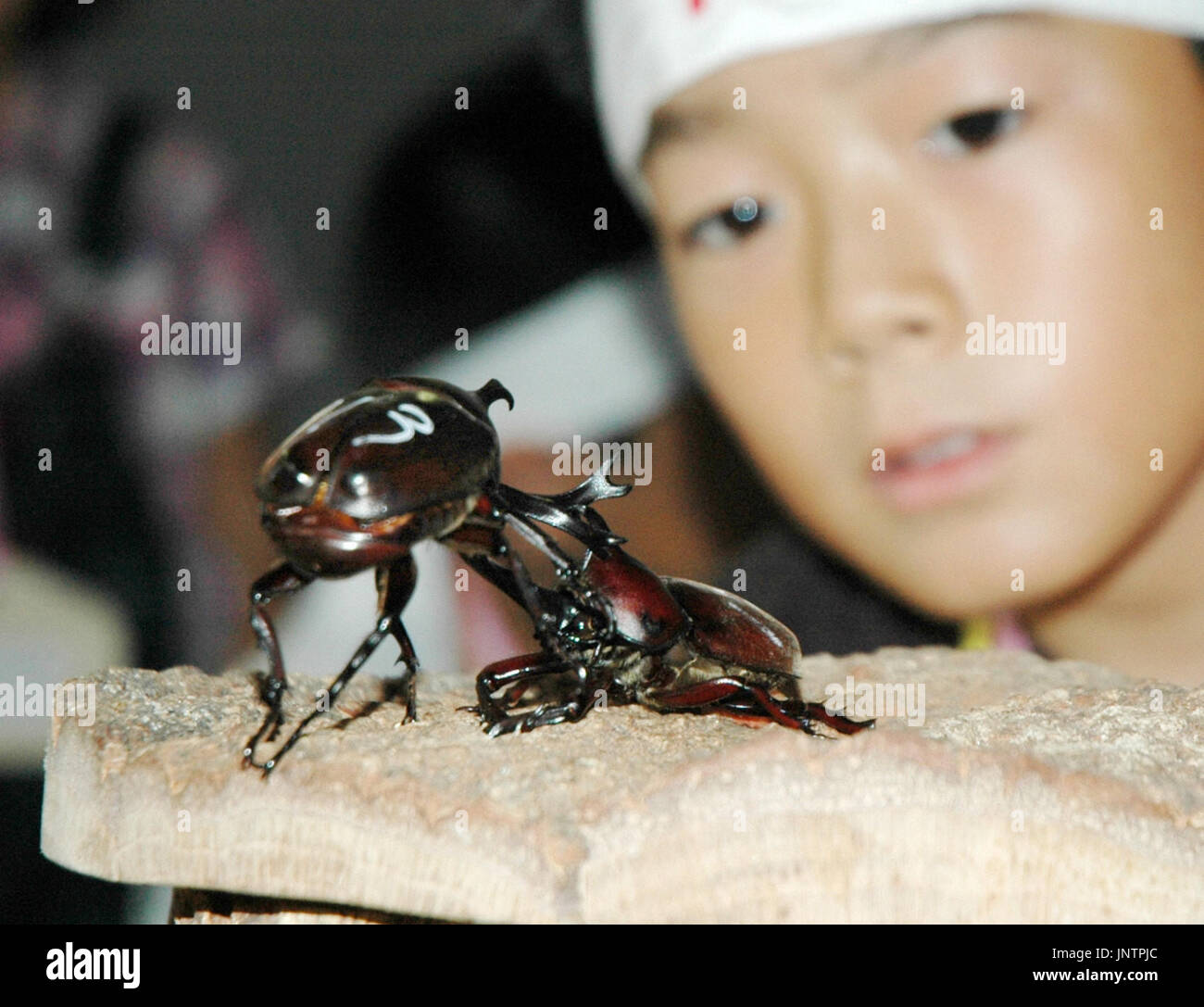 SAGA, Japan - A child watches a beetle fight during the national beetle ...