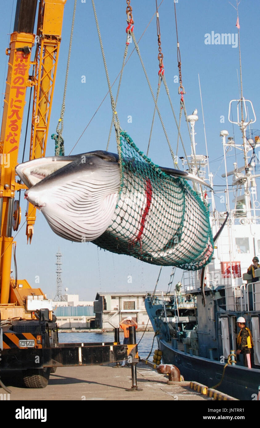 KUSHIRO, Japan - A minke whale is landed at Kushiro port in Hokkaido ...