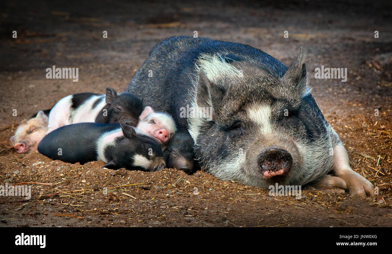 Close up on a piglet sleeping Stock Photo - Alamy
