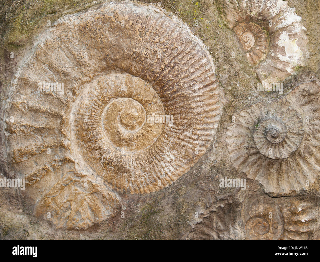 Group of Scaphites - genus of extinct cephalopod from Morocco Stock ...