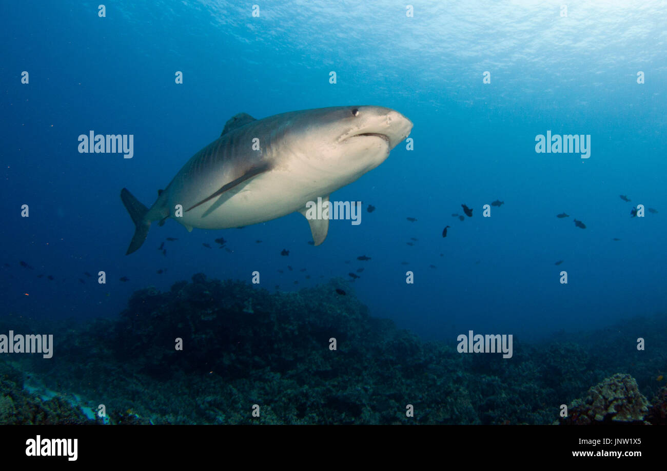 Tiger shark in Hawaii Stock Photo - Alamy