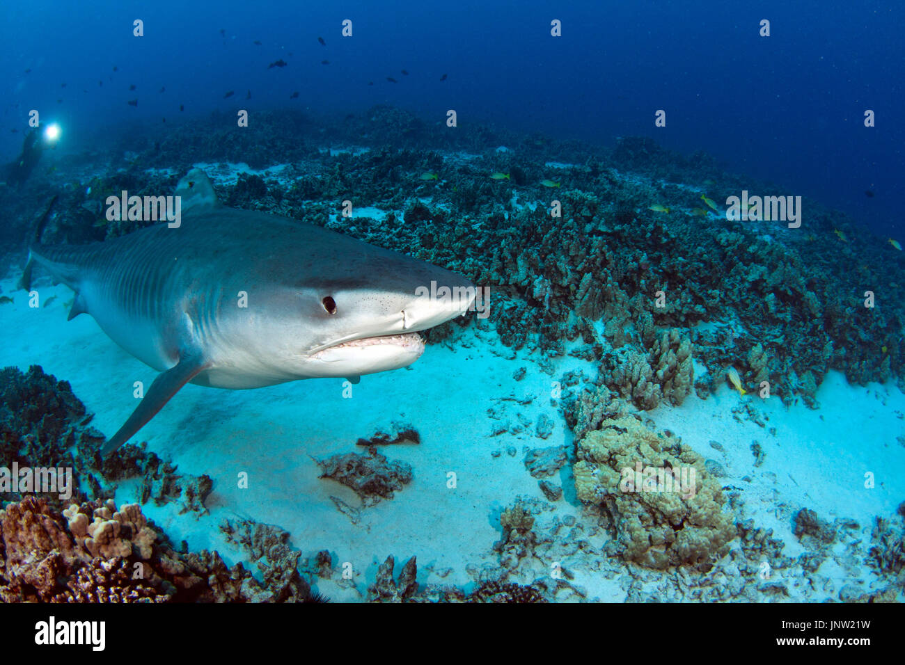 Tiger shark in Hawaii Stock Photo - Alamy