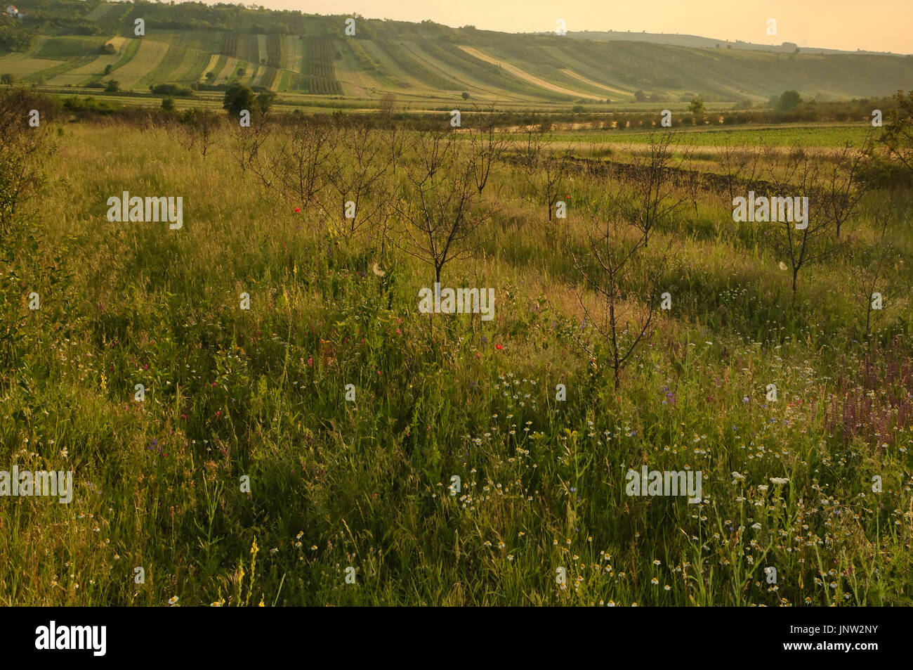Extensive rural landscape with patches of fields, orchards and hedges ...