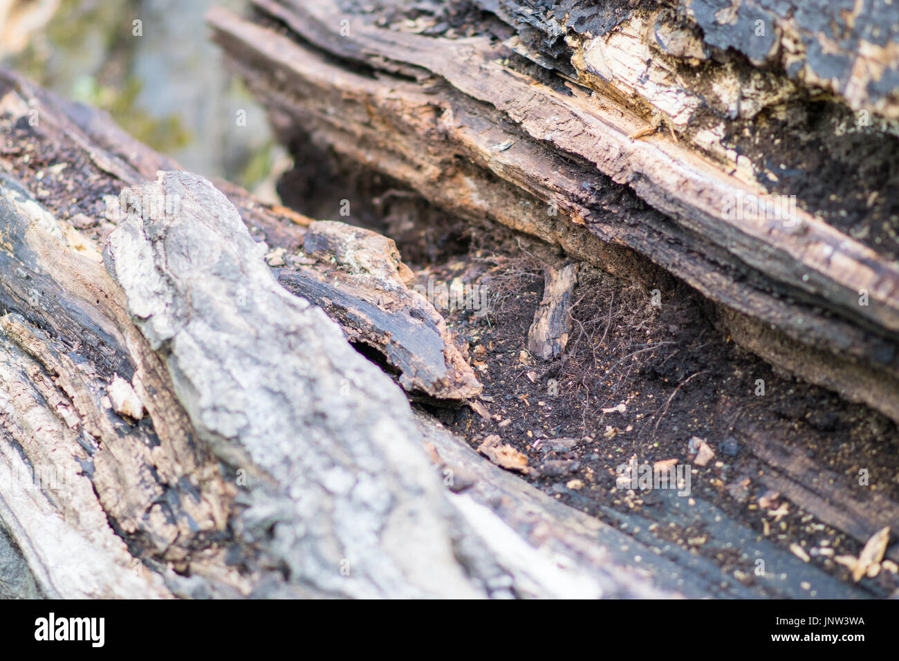 Fallen Tree - Trent Park, North London Stock Photo - Alamy