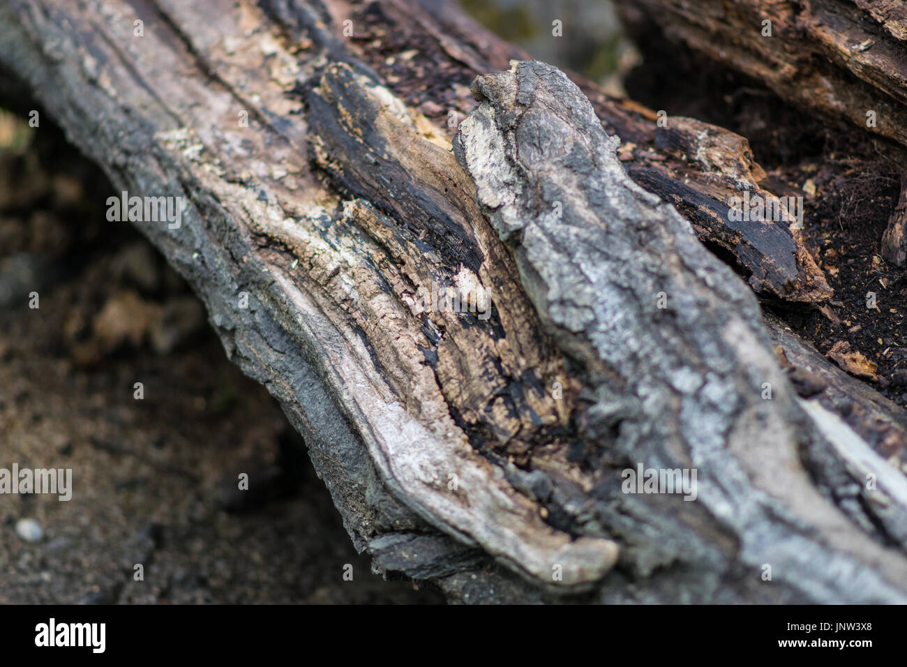 Fallen Tree - Trent Park, North London Stock Photo - Alamy