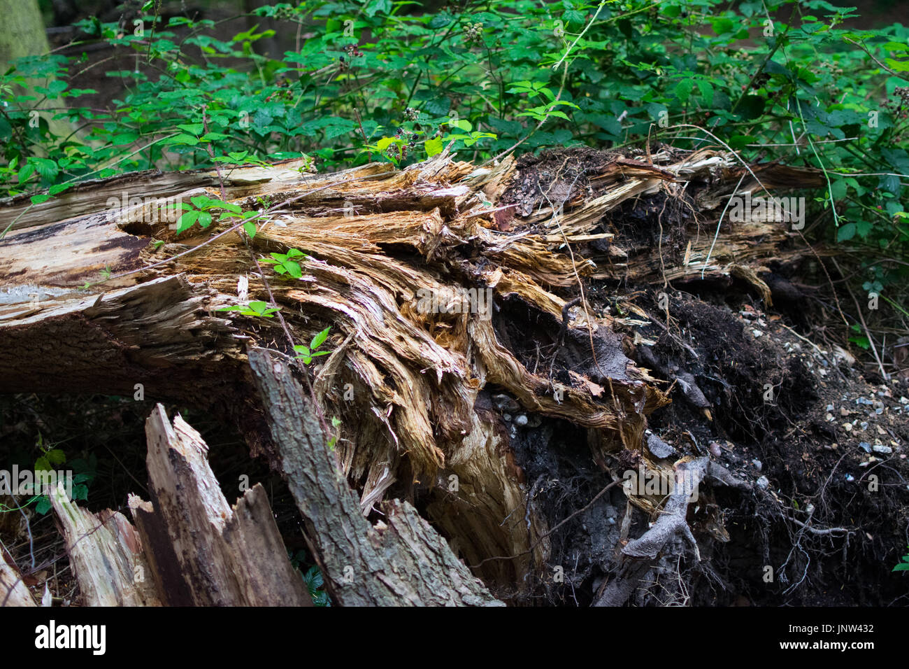 Fallen Tree - Trent Park, North London Stock Photo - Alamy