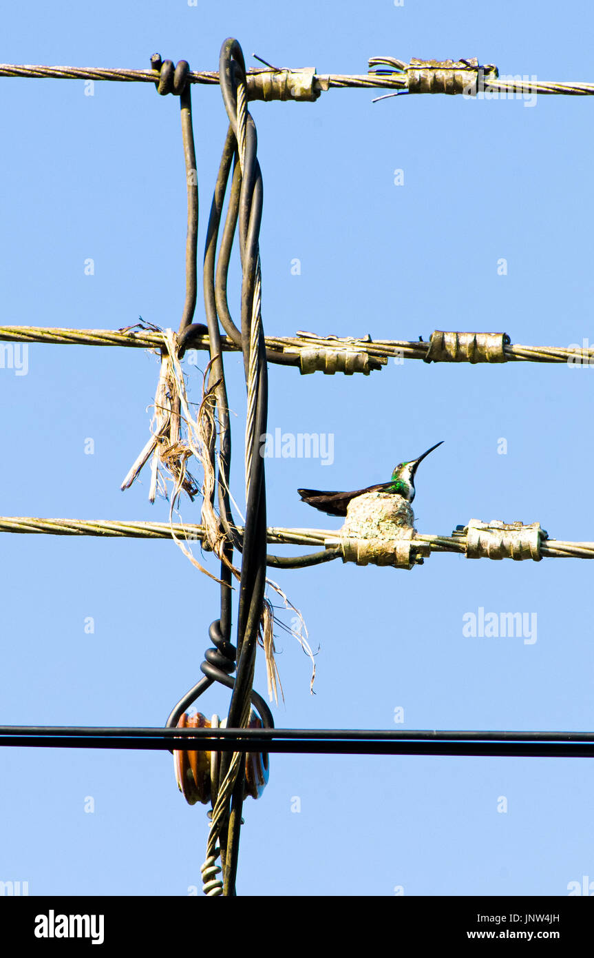Nesting female hummingbird hi-res stock photography and images - Alamy