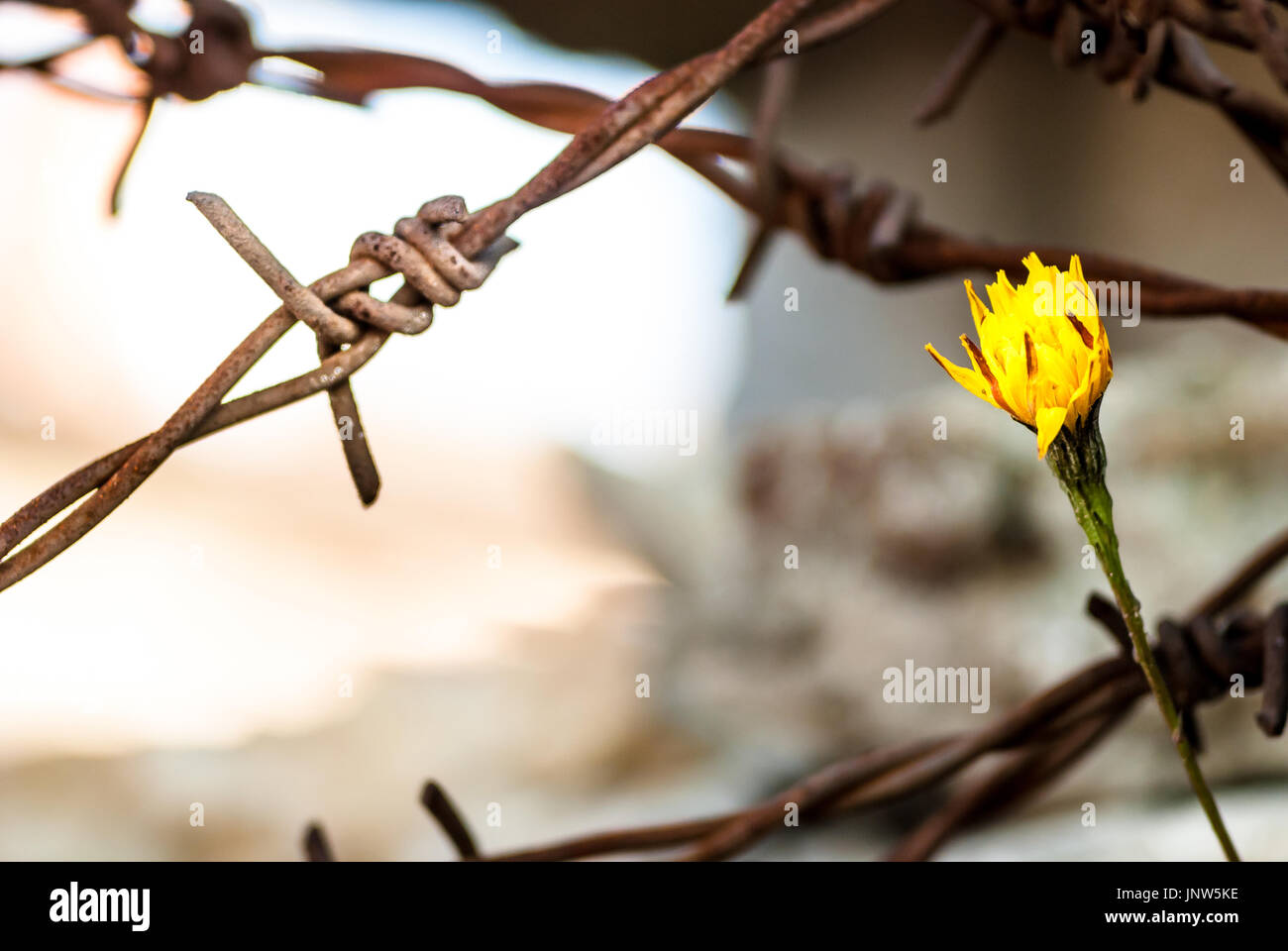 View on Flower in front of barbed wire as symbol of freedom Stock Photo ...